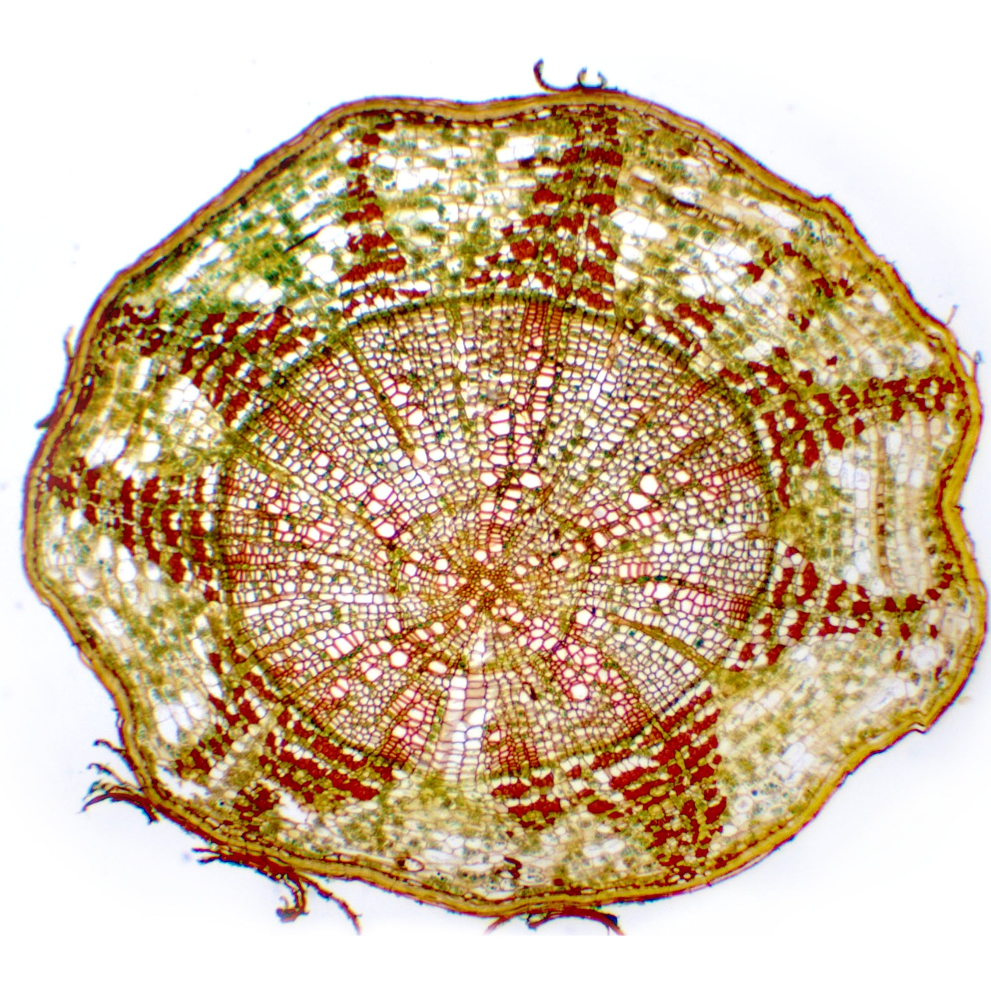 Tilia (Basswood) Root Cross Section Prepared Microscope Slide – The Lab ...